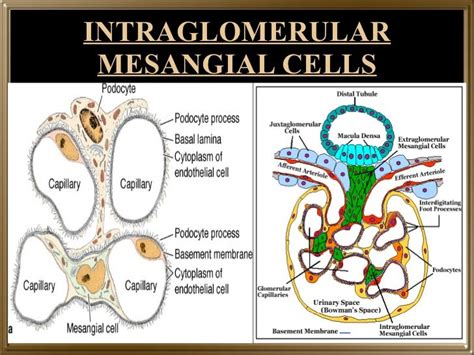 Extraglomerular Mesangial Cells