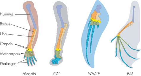 Flexi Answers What Are Homologous Structures Ck 12 Foundation
