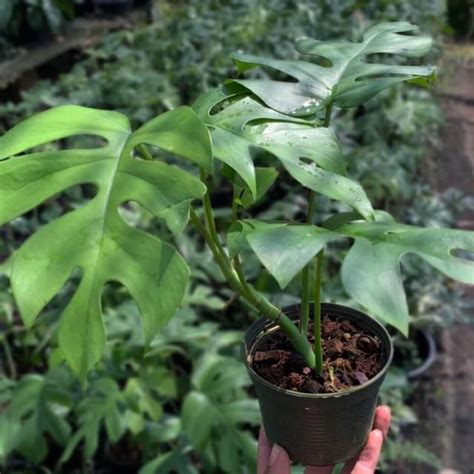 Unveiling Rhaphidophora Puberula Variegated A Detailed Guide