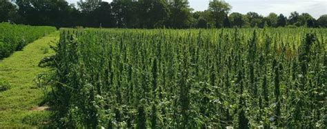 Climate Smart Hemp Project Wendy Mosher