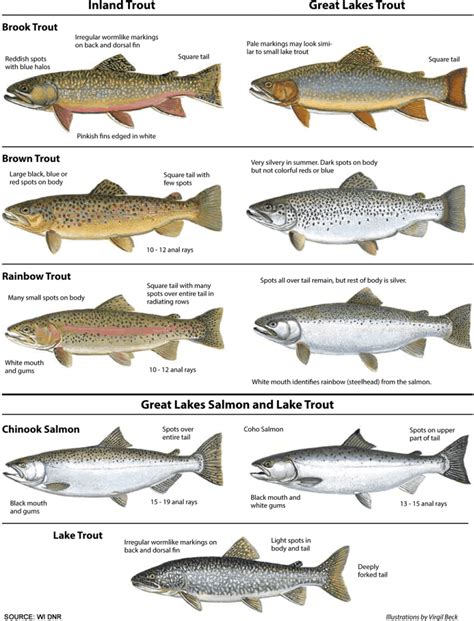 Brook Trout Age Chart At Annie Ettinger Blog Brook Trout Age Chart At Annie Ettinger Blog