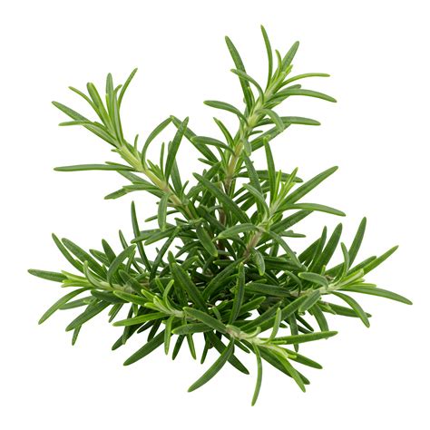 Fresh Rosemary Set On A White Surface Herb Fragrant Rosemary Png