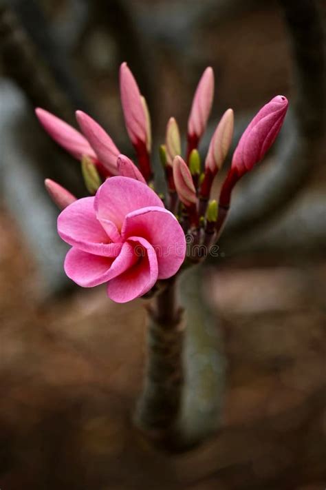 Plumeria Blossom In Koko Crater Botanical Garden Stock Image Image