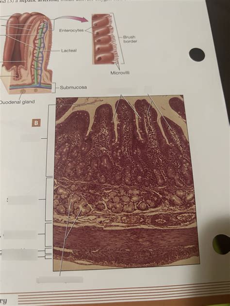 Anatomy And Microanatomy Of The Small Intestine Duodenum