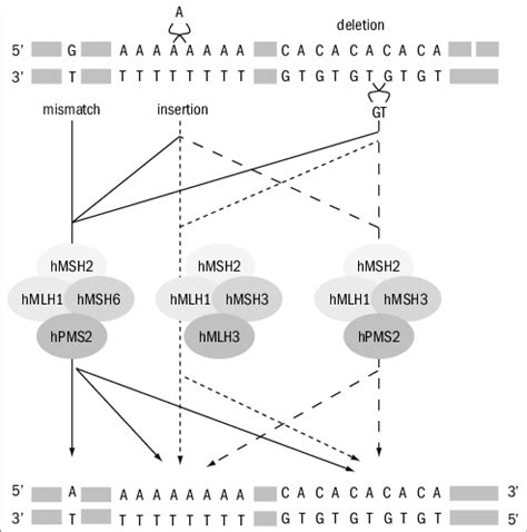 A Model For Mismatch Repair The Top Strand Of The Heteroduplex Download Scientific Diagram