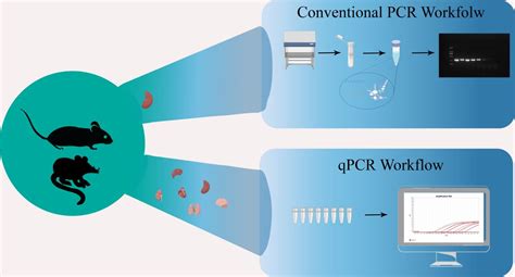 Molecular Prevalence Genetic Diversity And Tissue Tropism Of