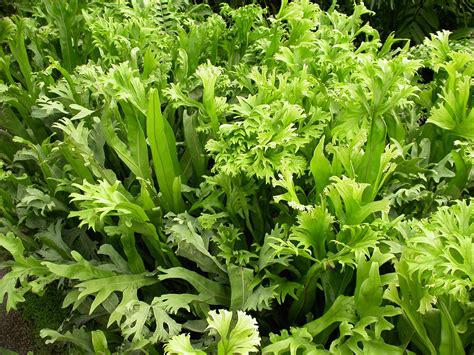 Microsorum Aquarium And Pond Plants Of The World E3
