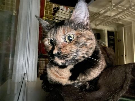 Bugbug Has All The Rizz R Torties