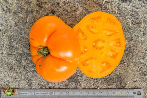 Hurma,Хурма,Hourma ,Khurma, russian persimmon