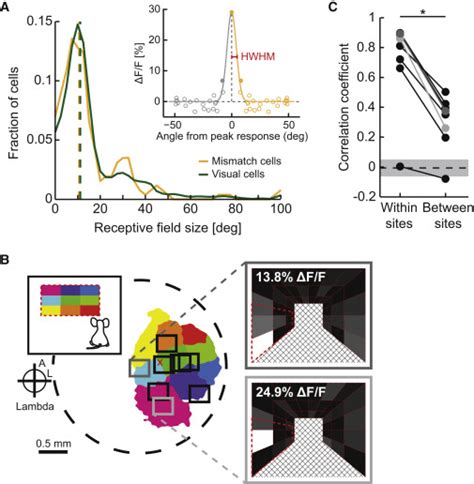 mismatch receptive fields in mouse visual cortex neuron