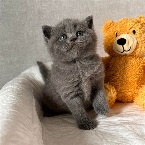 შოტლანდიური და ბრიტანული კნუტები