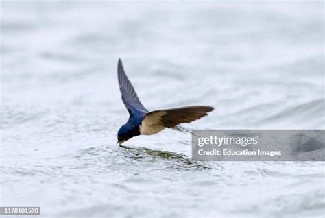 Tree Swallow In Flight Tree Swallow In Flight