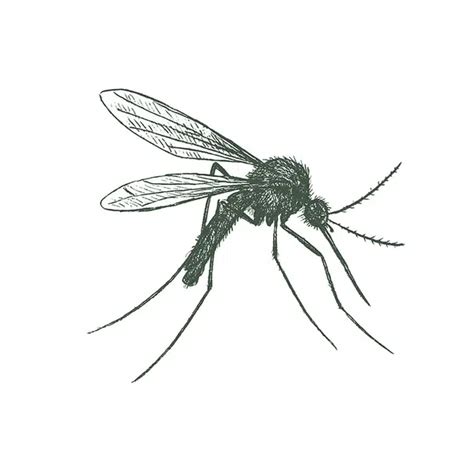 Identify And Get Rid Of Gnats Aptive Pest Control