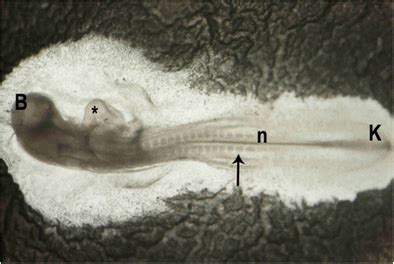 Normal Chicken Embryo B Brain K Caudal End N Neural Tube Heart