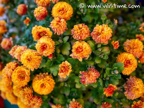 Пълнени гъби портобело рецепта еър фрайър кето Vilis Time