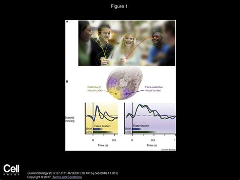 Human Neurophysiology Sampling The Perceptual World Ppt Download