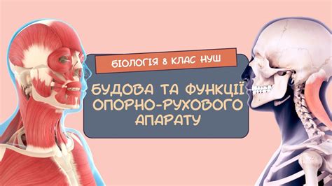Біологія 8 клас НУШ Будова та функції опорно рухового апарату Youtube