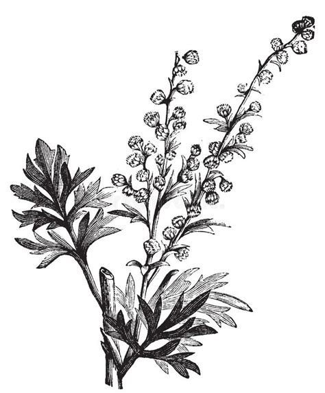 Artemisia Absinthium Botanical Illustration Wormwood Mugwort Sagebrush Abstract Generative