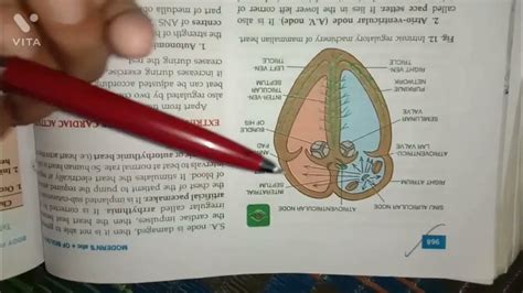 Electrocardiography Youtube