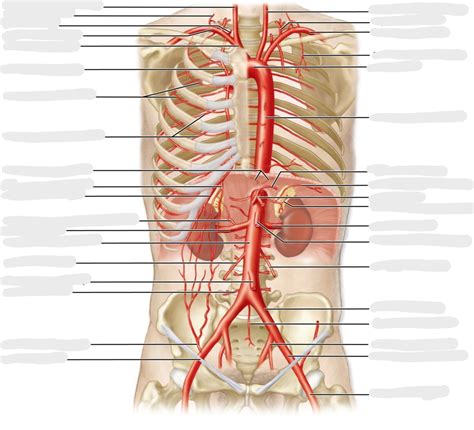 Trunk Arteries Diagram Quizlet