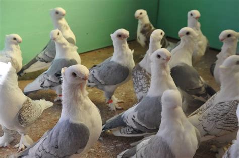 Pin op Pigeon Stuff