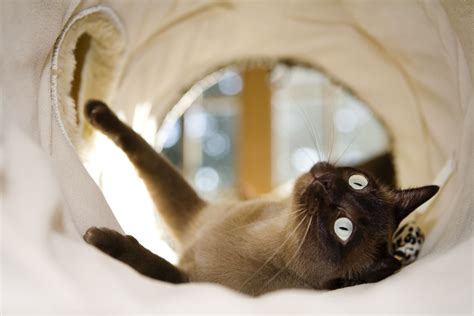 Tonkinese Cat Breed Profile Characteristics And Care