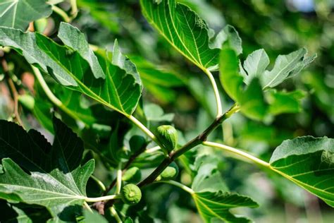 Propagating Fig Trees A Sweet Guide To Growing Your Own Fruits
