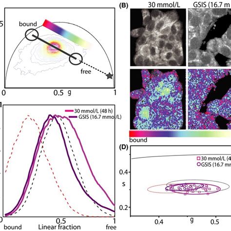 Phasor Flim Analysis On Hyperglycemic Culturing Condition A Exemplary Download Scientific