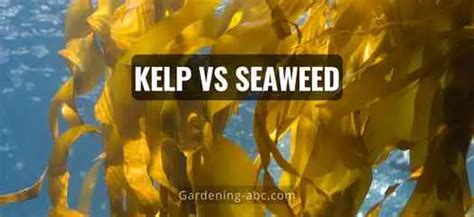 Kelp Vs Seaweed What S The Difference How To Use Them In The Garden