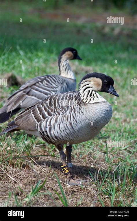 The Nene Pronounced Nay Nay Branta Sandwicensis Is An Endemic Land