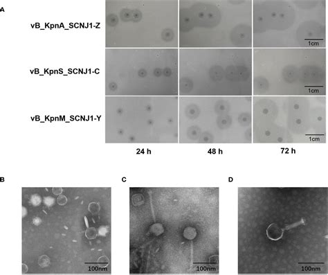 Frontiers Isolation And Characterization Of Site Specific