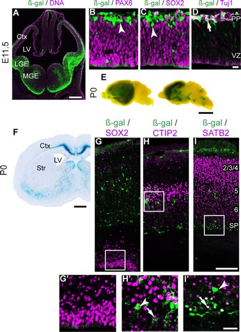 Enhancer 1316 Is Active In Deep Layer Cortical Neurons A D