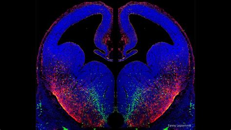 Shaping Cerebral Cortex By Cellular Crosstalk