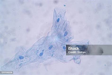 실험실에서 교육을 위한 현미경 보기의 밑에 인간을 편평상피 세포 의 특성 상피에 대한 스톡 사진 및 기타 이미지 상피 0명 Dna Istock