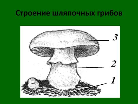 Шляпочные грибы. 6 класс - презентация онлайн