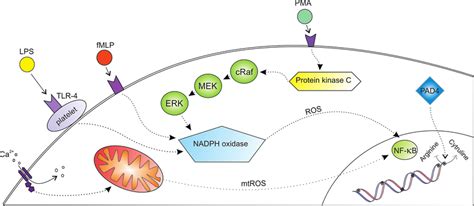 Selected Netosis Inducers And Their Intracellular Activation Pathways