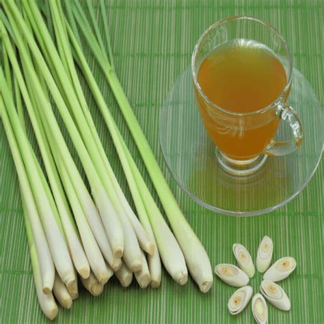 Unlock The Power Of Lemongrass With A Cup Of Tea