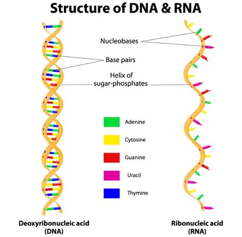 Dna And Rna Worksheet Middle School
