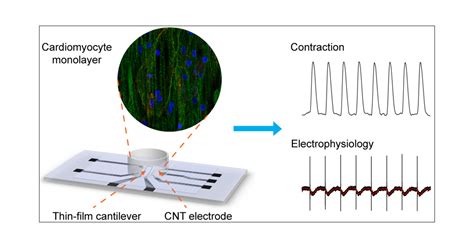 A Carbon Based Biosensing Platform For Simultaneously Measuring The