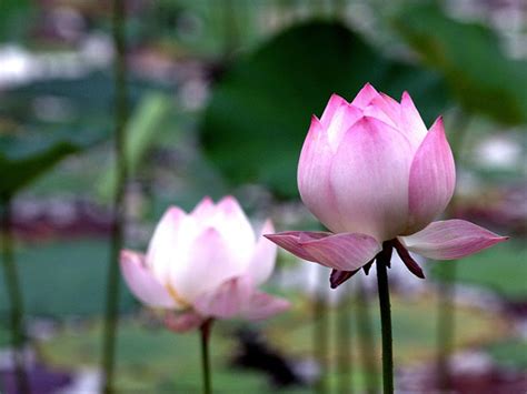 Double Imputation New Hope Presbyterian Church • Bridgeton Nj