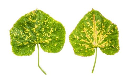 Leaf Disease Stock Photos Images And Backgrounds For Free Download