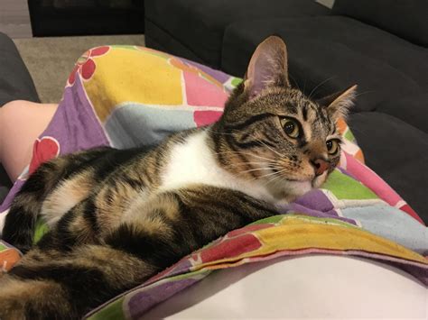 Fucking Cats Man Album On Imgur