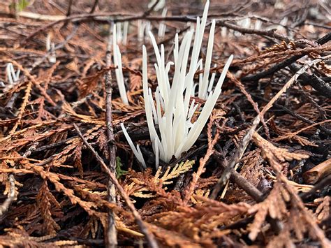 Id Plz R Mycology