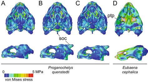 Ventral And Left Lateral Von Mises Stress Contour Plots For