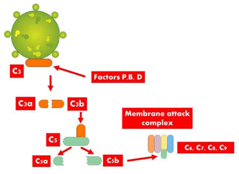 the complement system made easy interactive biology with leslie samuel