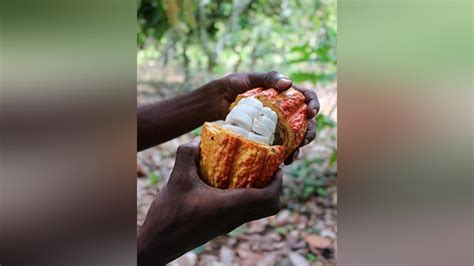 2023 Light Cocoa Season Opens Ghana