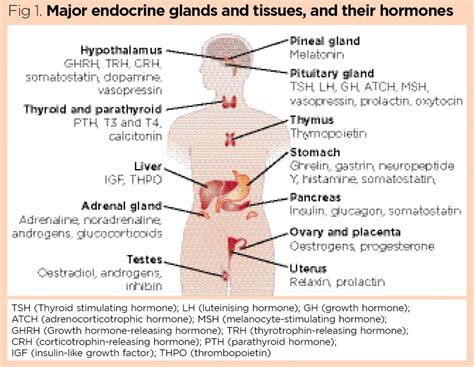 Endocrine system 1: overview of the endocrine system and hormones | Nursing Times