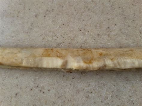 [assumed] White Tail Deer Left Metacarpal R Bonecollecting