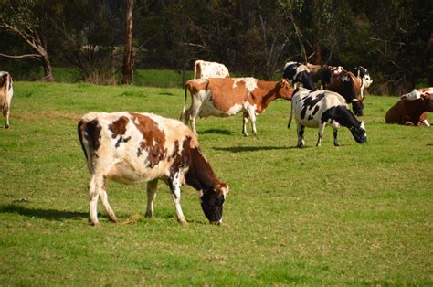 Curdies River and Estuary - Corangamite Catchment Management Authority