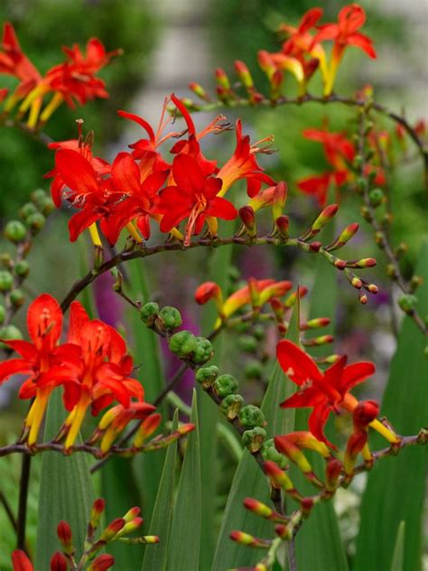 Crocosmia Lucifer Firey Stars Green Garden Flower Bulbs